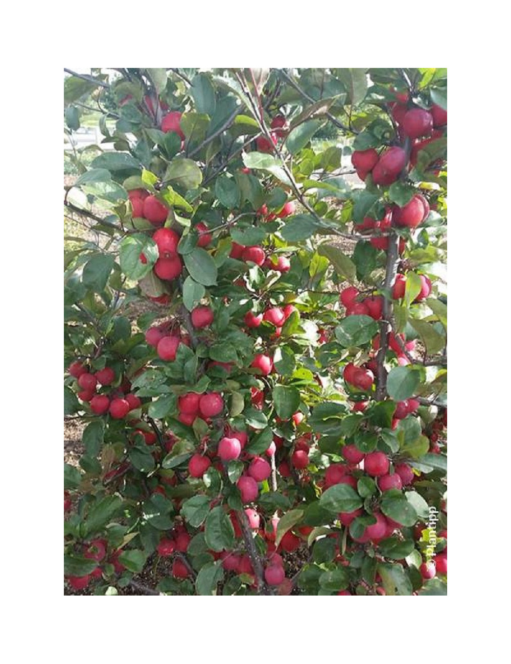 MALUS APPLETINI® (Pommier d'ornement)