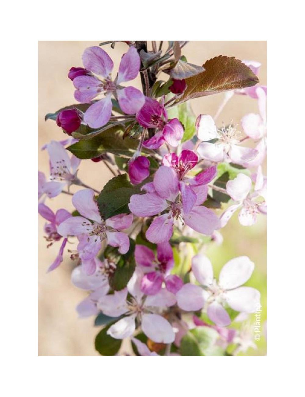 MALUS APPLETINI® (Pommier d'ornement)