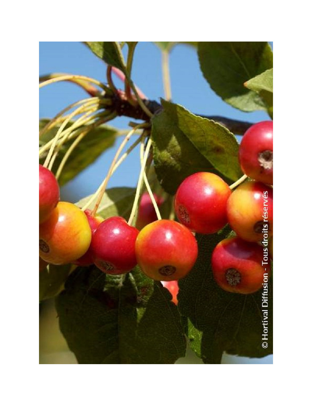 MALUS RED JEWEL (Pommier d'ornement)