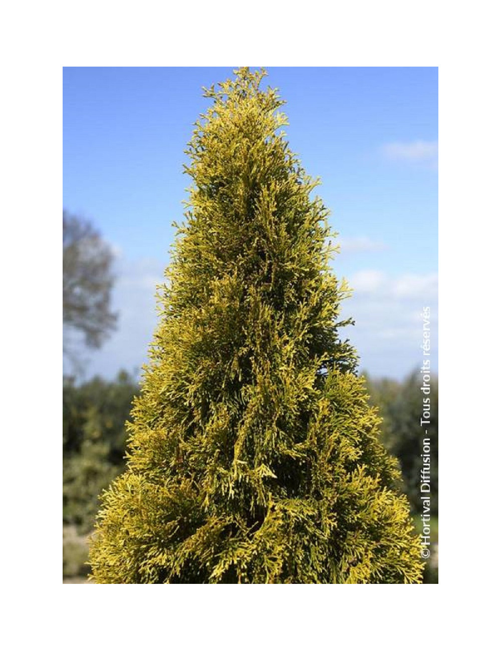 THUJA occidentalis GOLDEN SMARAGD® (Thuya du Canada)