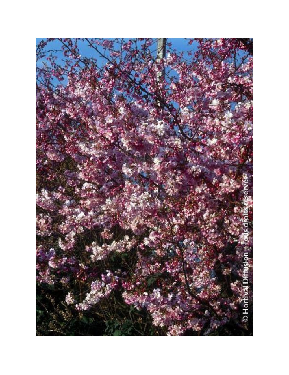PRUNUS subhirtella AUTUMNALIS ROSEA (Cerisier à fleurs)