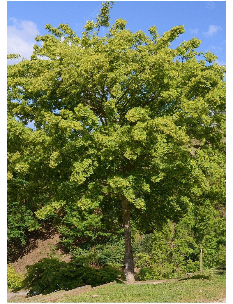 ACER buergerianum (Érable de buerger, érable à écorce de dragon, érable ...