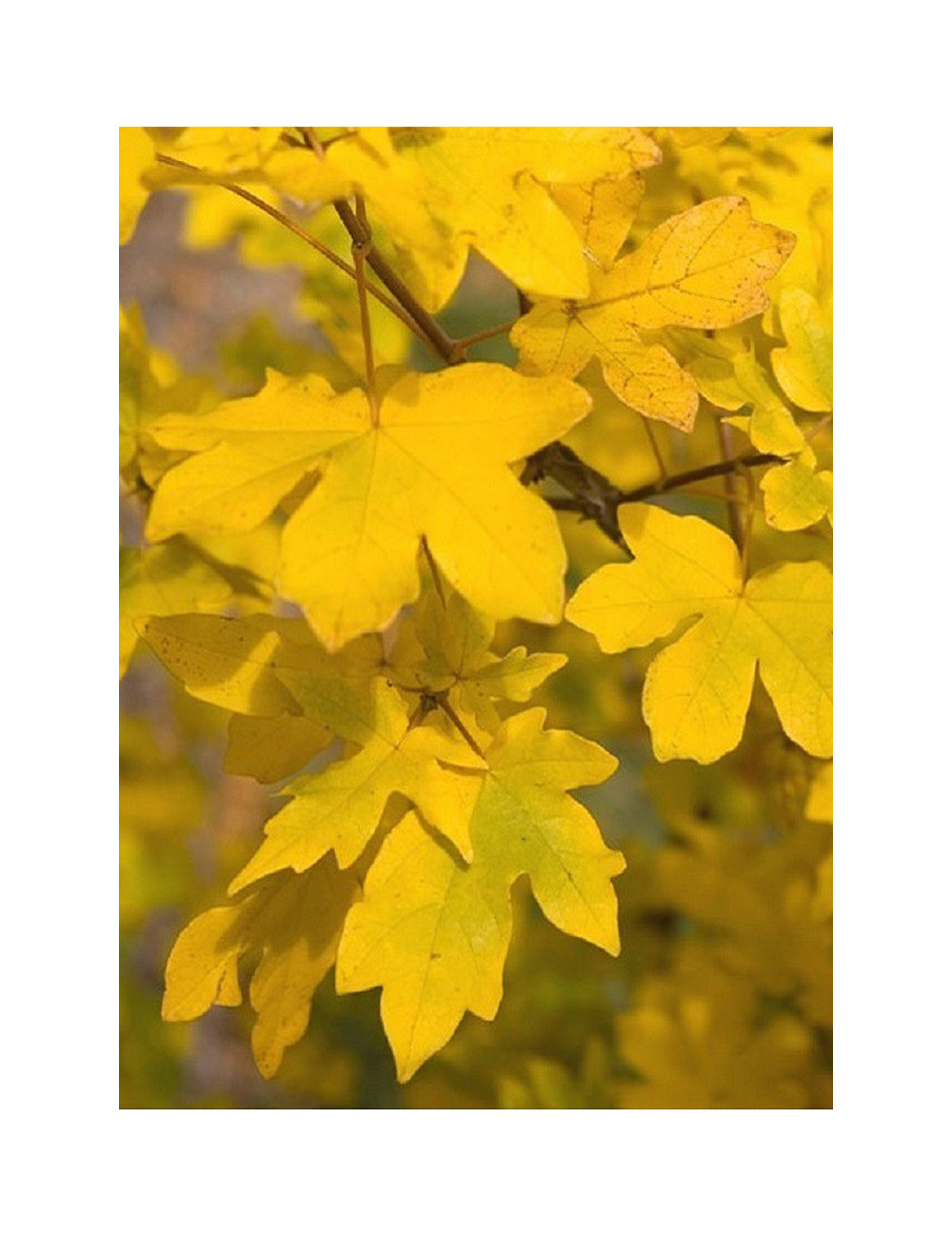 ACER campestre (Érable champêtre)