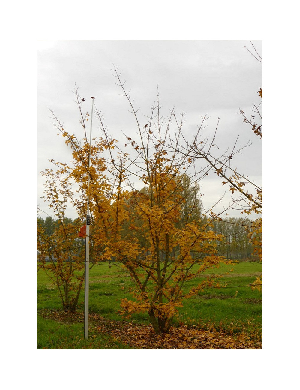 ACER campestre (Érable champêtre)