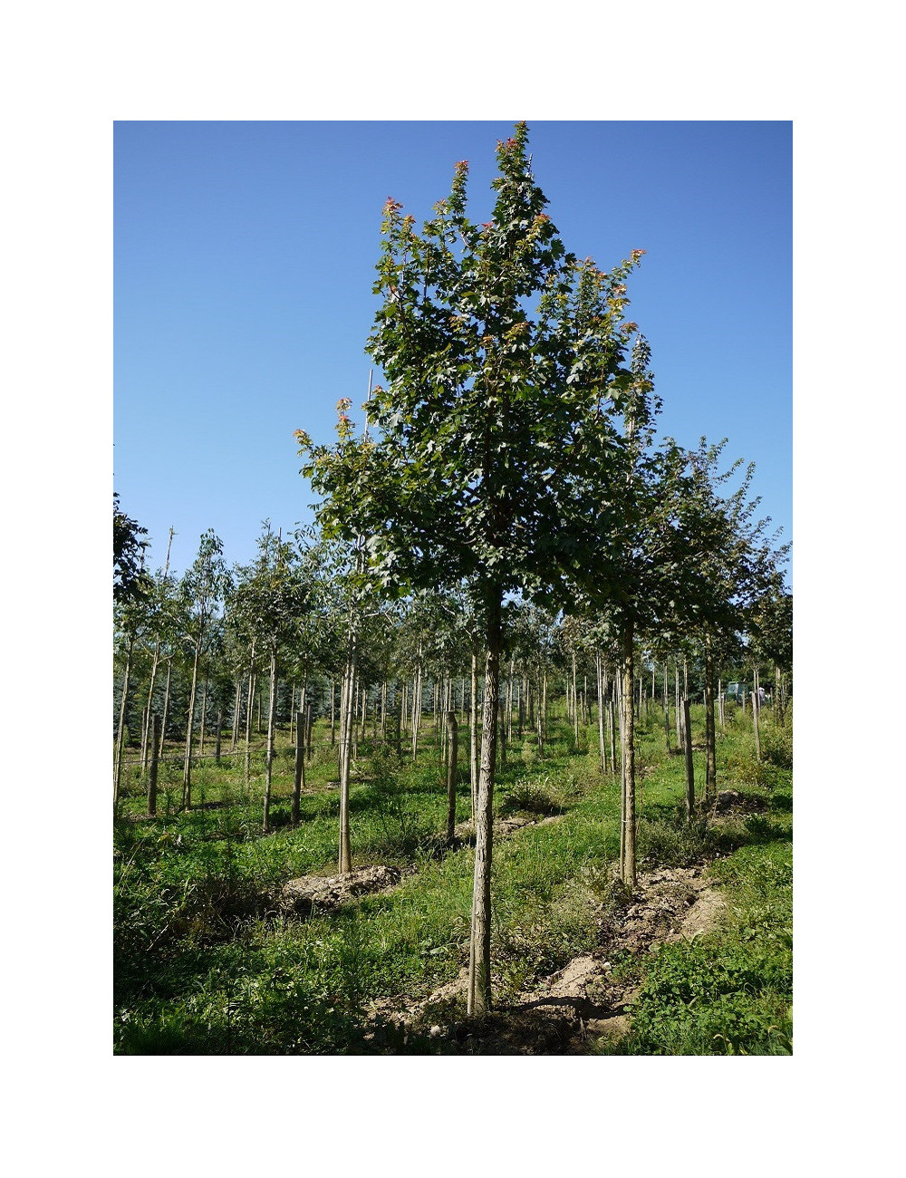 ACER campestre (Érable champêtre)