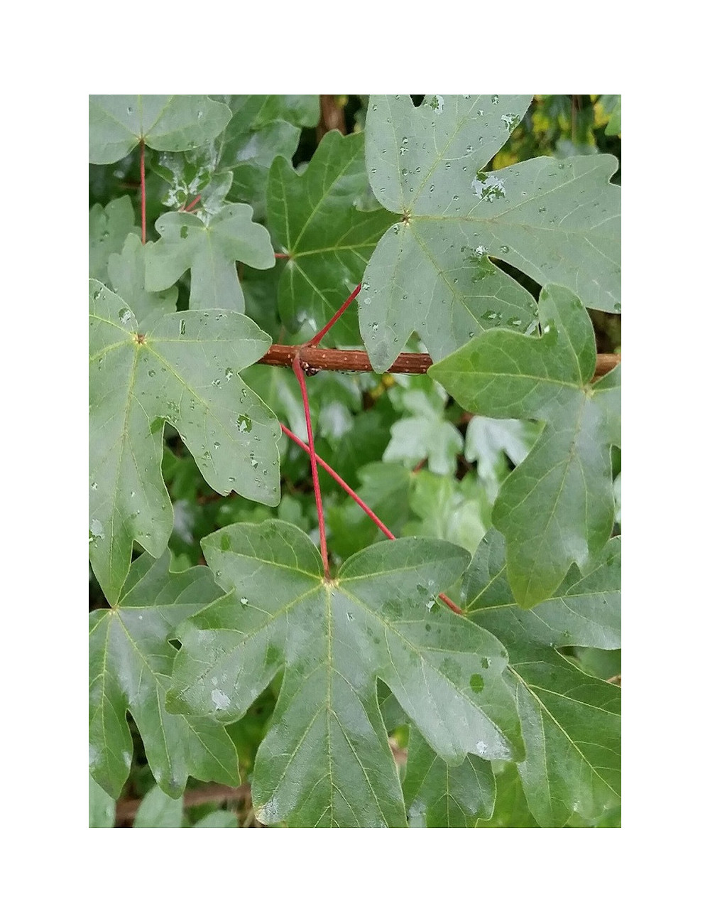 ACER campestre (Érable champêtre)
