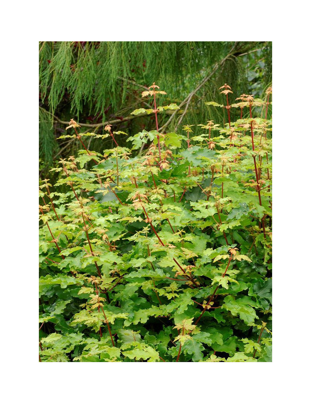 ACER campestre NANUM (Érable champêtre nain)