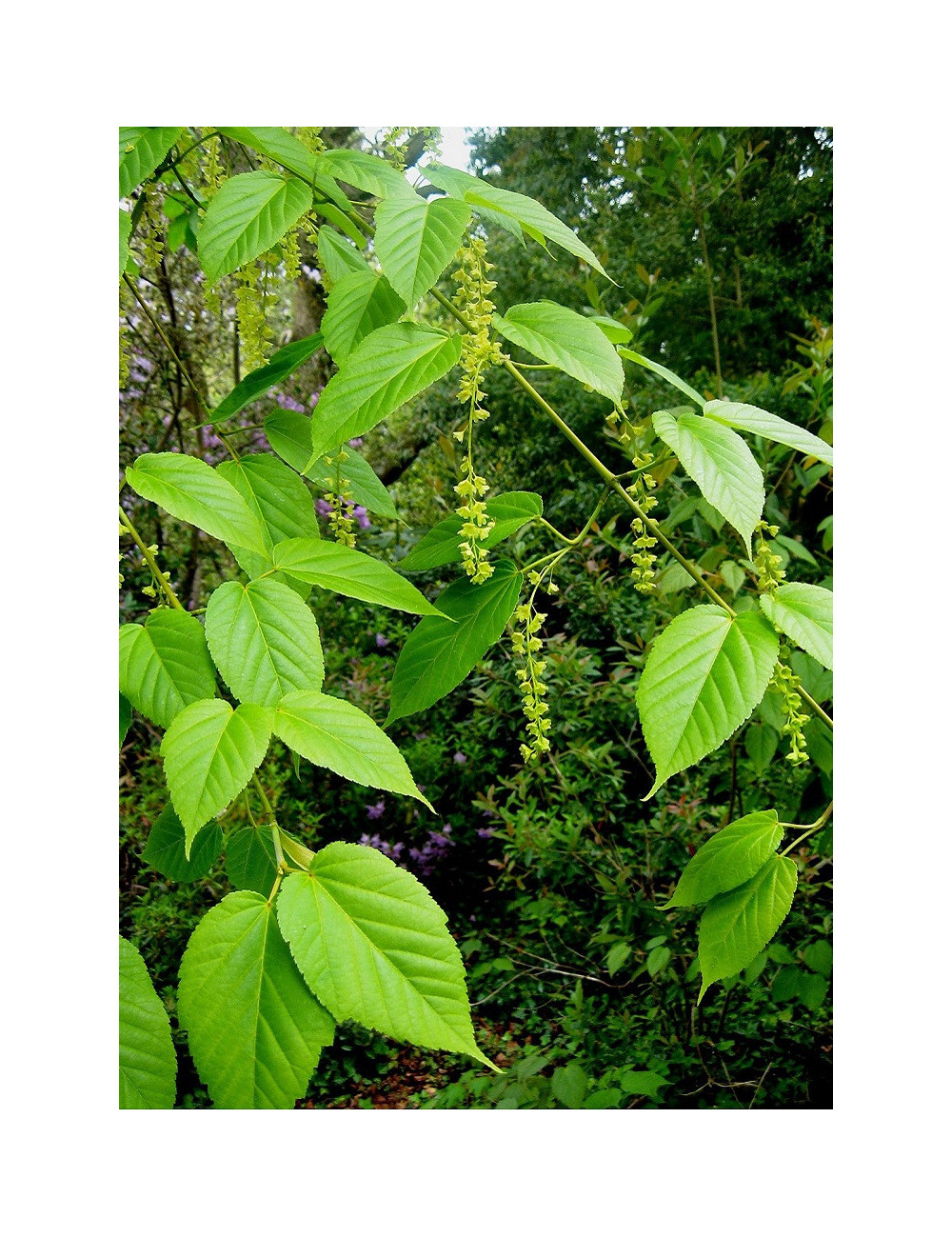 ACER davidii (Érable du père David, érable jaspé ou à peau de serpent)