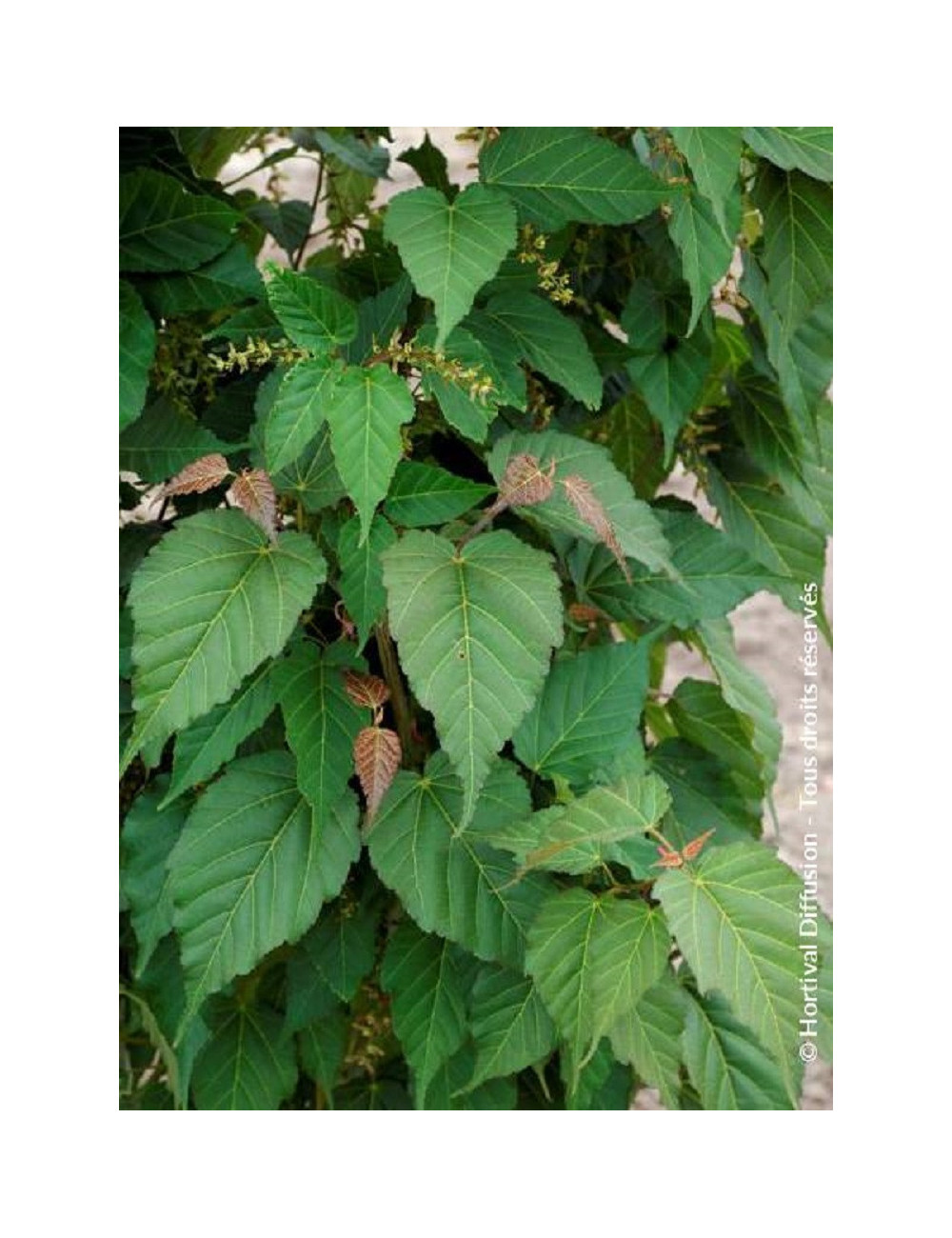 ACER davidii VIPER® (Érable du père David, érable jaspé ou à peau de ...