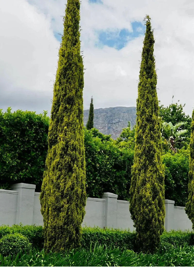 CUPRESSUS sempervirens SWANE'S GOLDEN (Cyprès d'Italie doré)