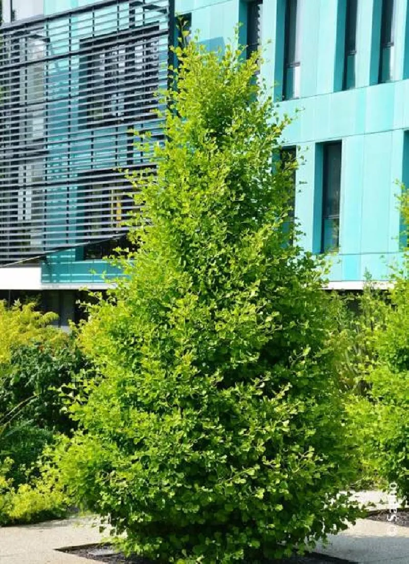 GINKGO biloba BLAGON cov (Arbre aux quarante écus Blagon)