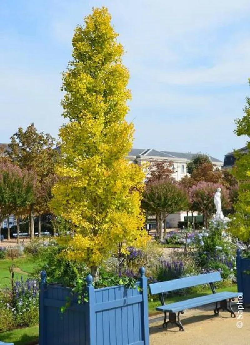 GINKGO biloba BLAGON cov (Arbre aux quarante écus Blagon)