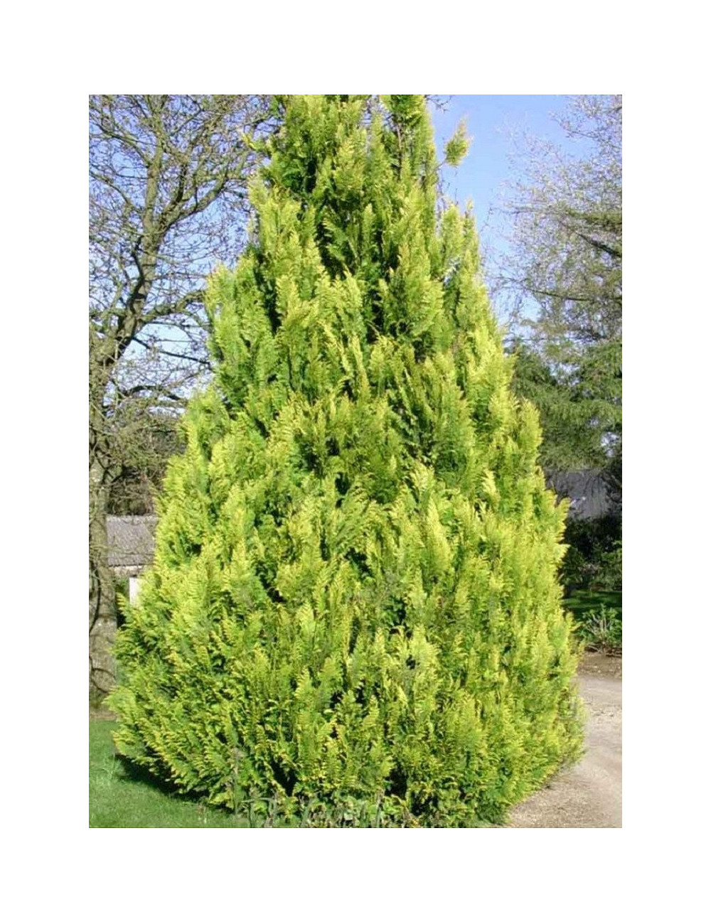 CHAMAECYPARIS lawsoniana IVONNE (Cyprès de Lawson Ivonne)