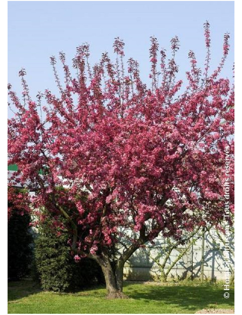 MALUS ROYALTY (Pommier d'ornement)