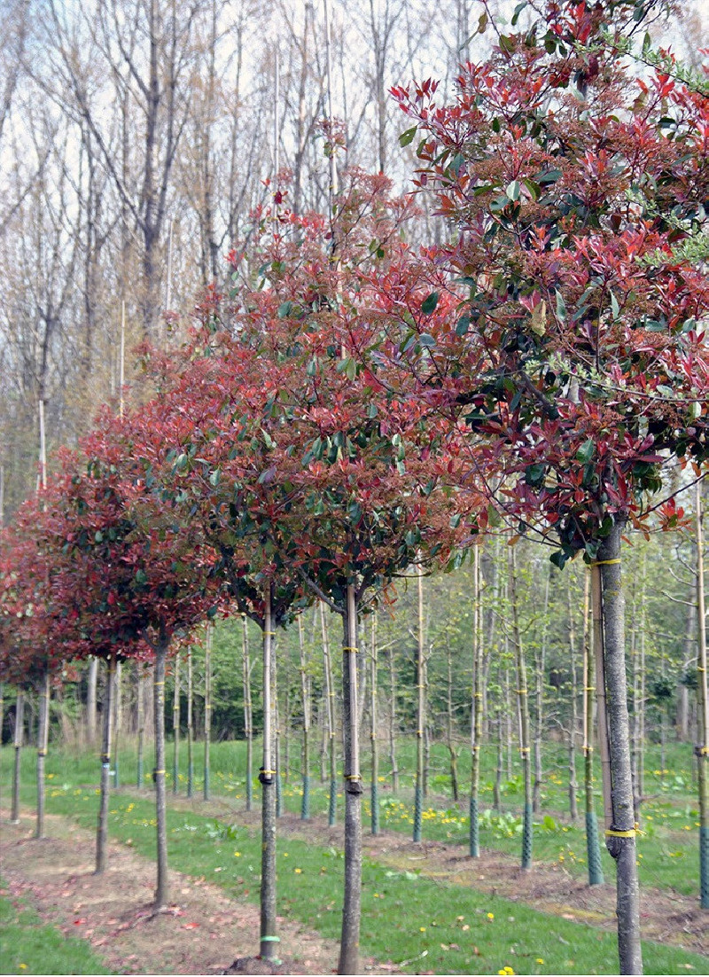 PHOTINIA fraseri RED ROBIN (Photinia Red Robin)