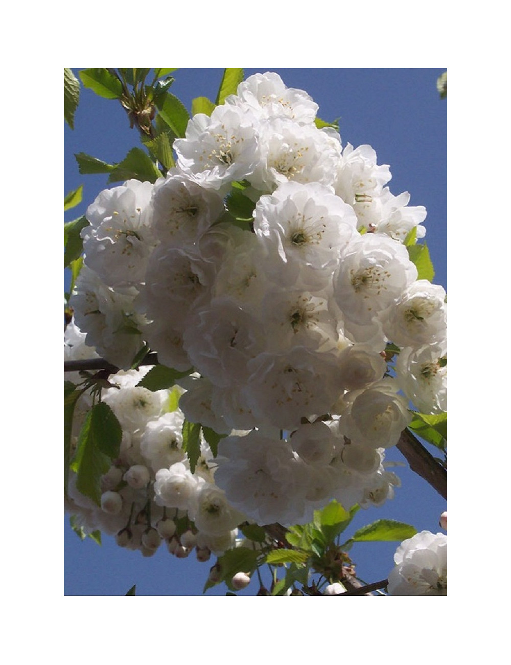 PRUNUS avium PLENA (Merisier à fleurs doubles)
