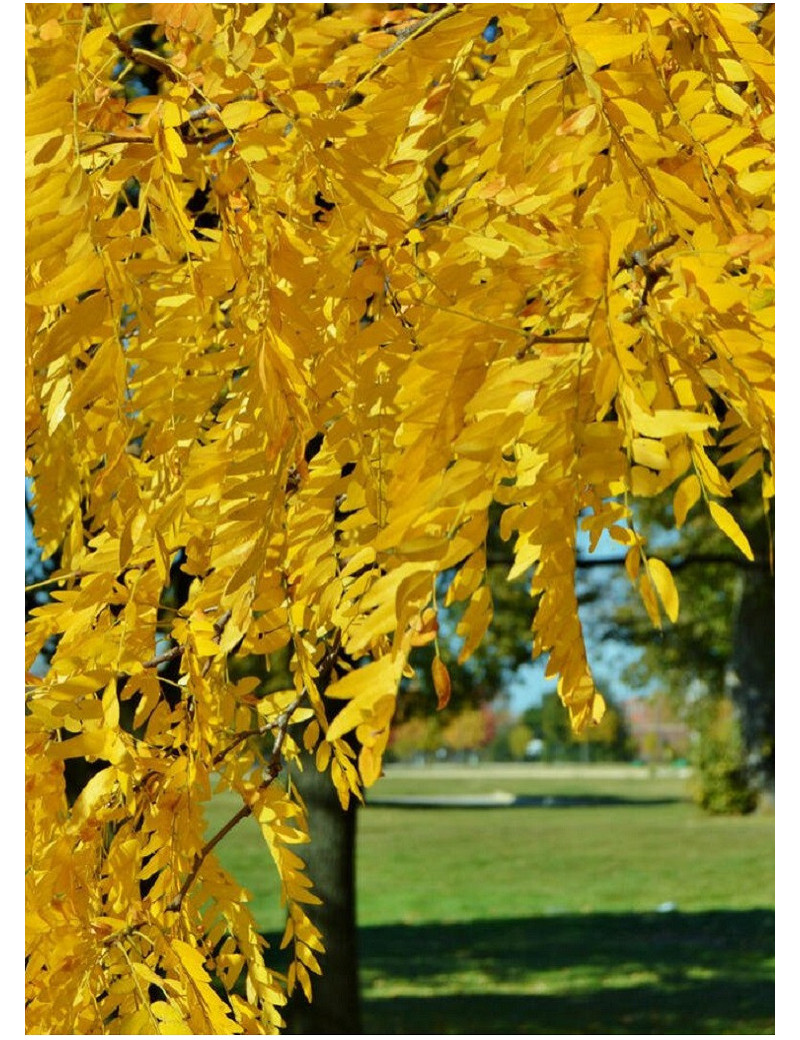 GLEDITSIA triacanthos SKYLINE (Févier d'Amérique Skyline)