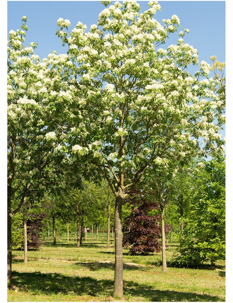 FRAXINUS ornus LOUISA LADY (Frêne à fleurs Louisa Lady)