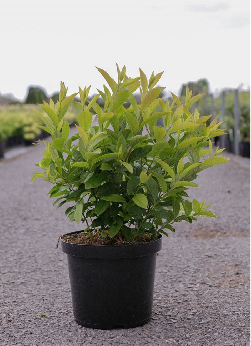 HEPTACODIUM miconioides TIANSHAN® (Arbre aux sept fleurs)