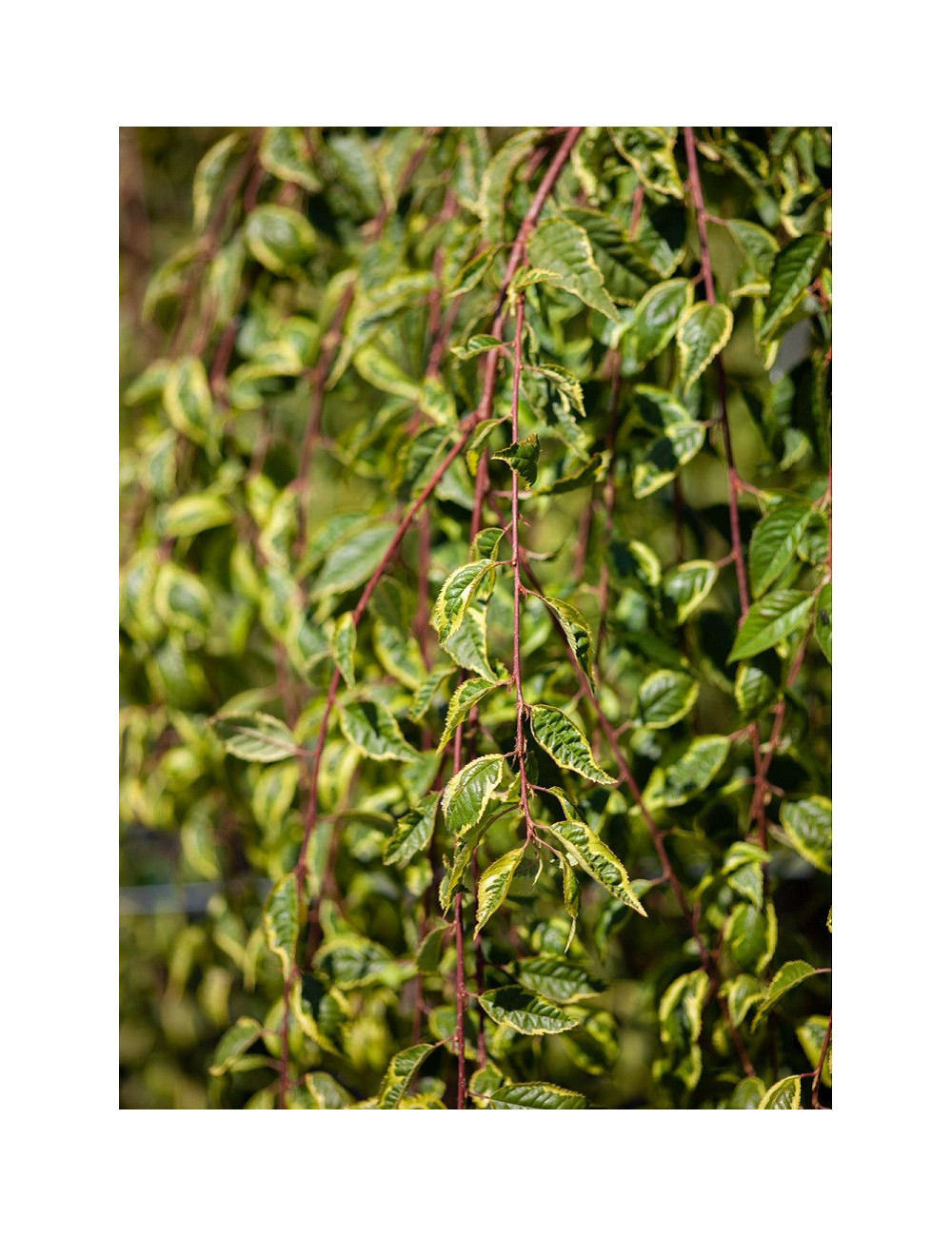 PRUNUS incisa FRILLY FROCK® (Cerisier à fleurs Frilly frock)