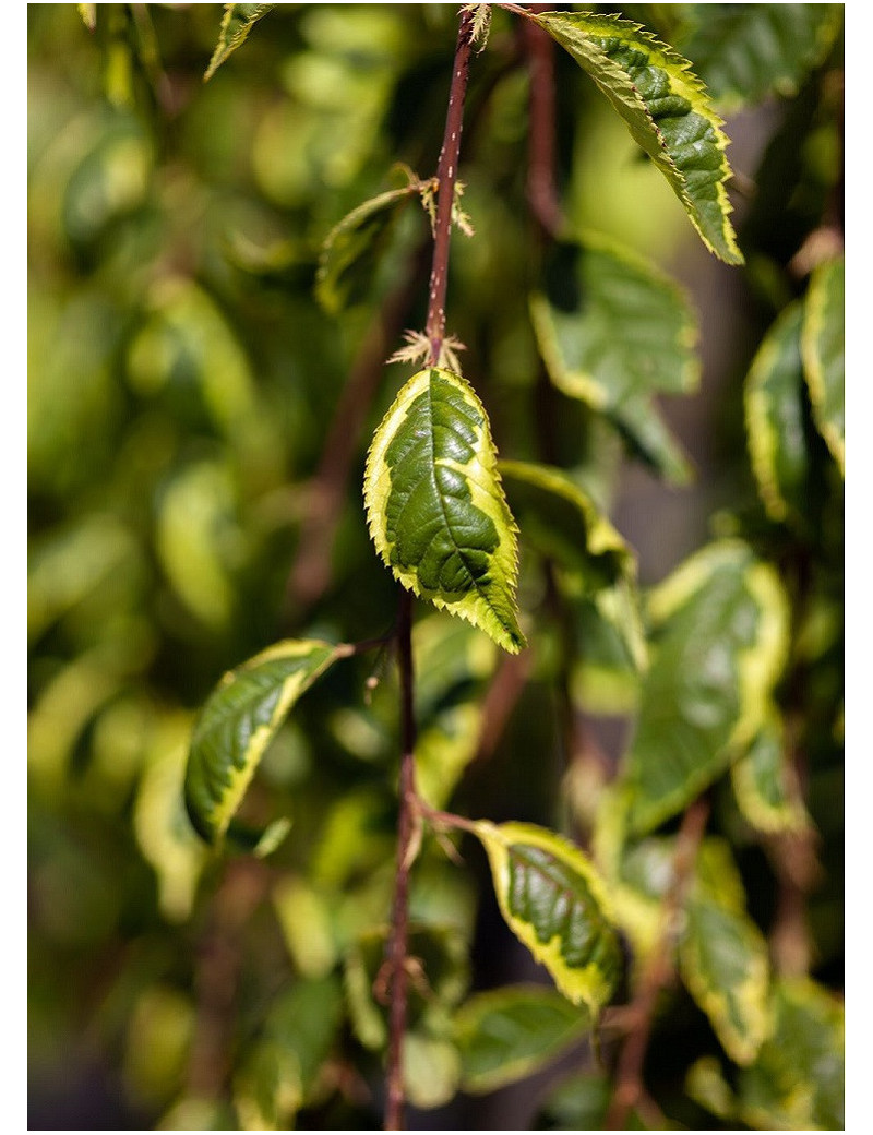 PRUNUS incisa FRILLY FROCK® (Cerisier à fleurs Frilly frock)