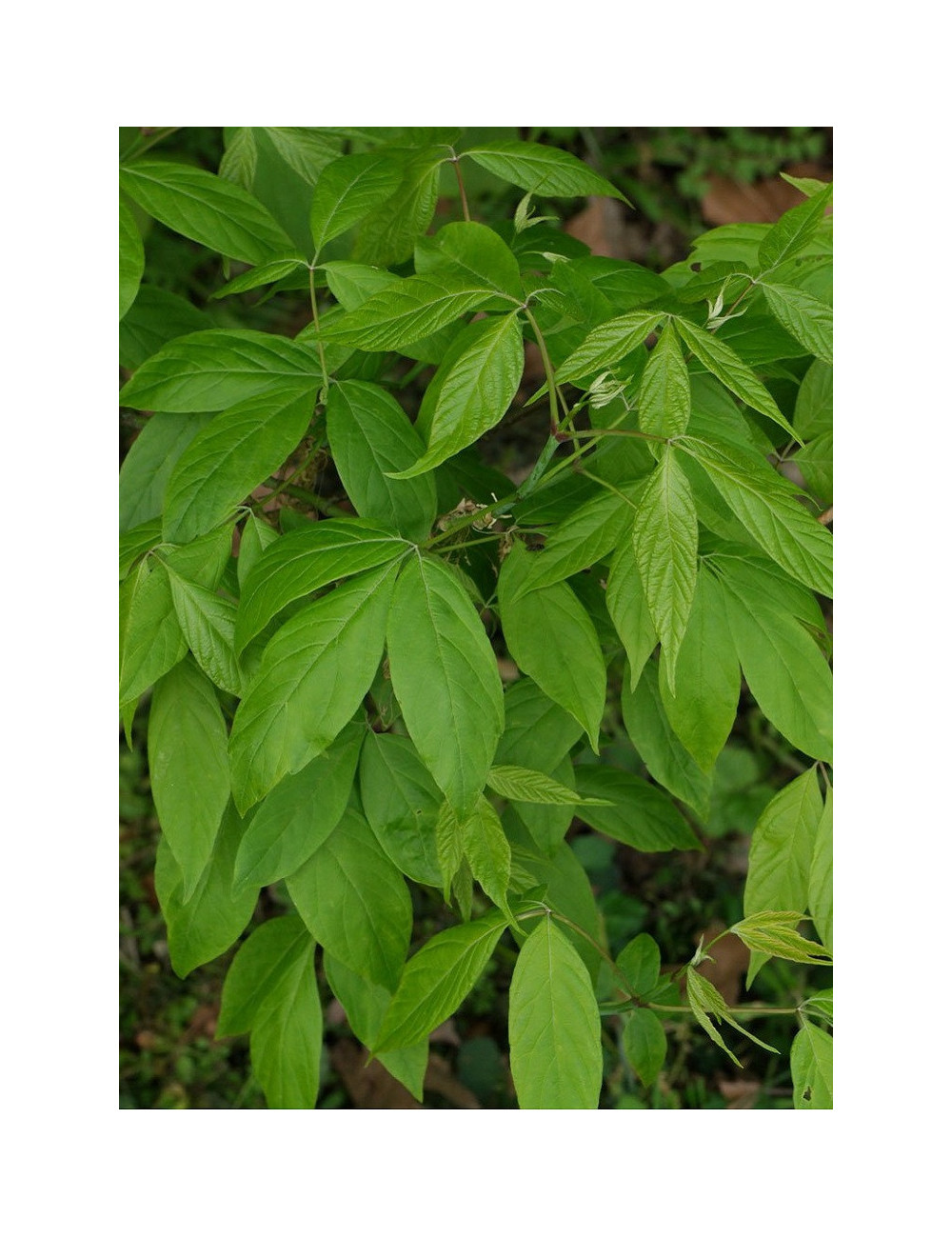 ACER negundo (Érable à feuilles de frêne)