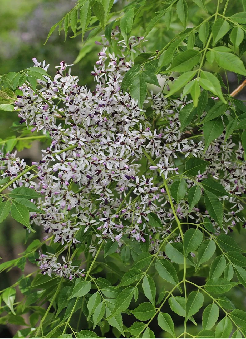 MELIA azedarach (Mélia azedarach, Margousier à feuilles de frêne, Lilas ...