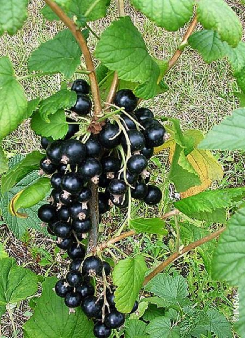 CASSISSIER ANDEGA (Ribes Nigrum)