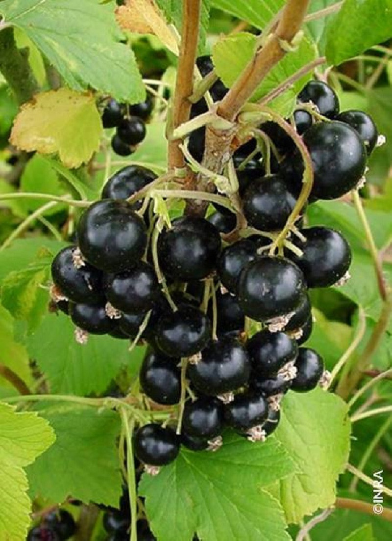 CASSISSIER ANDEGA (Ribes Nigrum)
