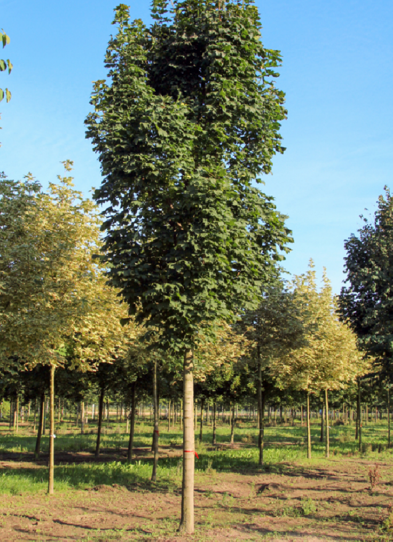 ACER platanoïdes COLUMNARE (Érable plane Colonnaire)