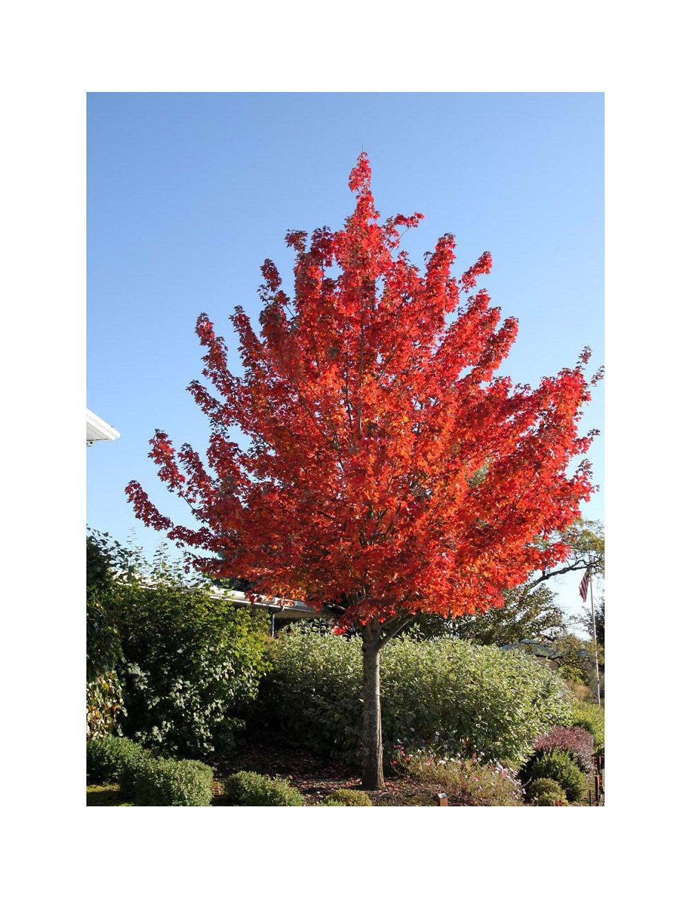 ACER rubrum (Érable rouge)