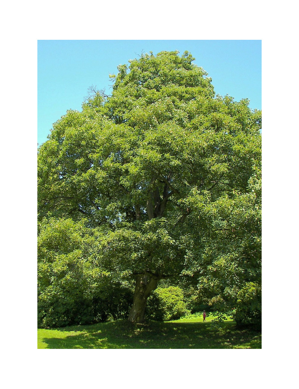 ACER pseudoplatanus (Érable sycomore)