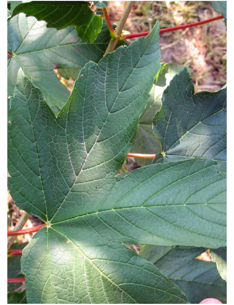 ACER pseudoplatanus (Érable sycomore)