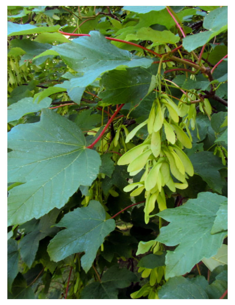 ACER pseudoplatanus (Érable sycomore)