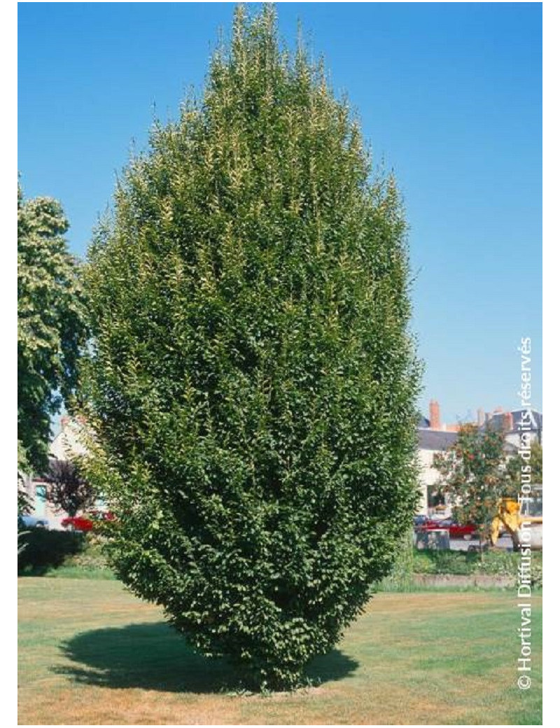 CARPINUS betulus FASTIGIATA (Charme commun fastigié)