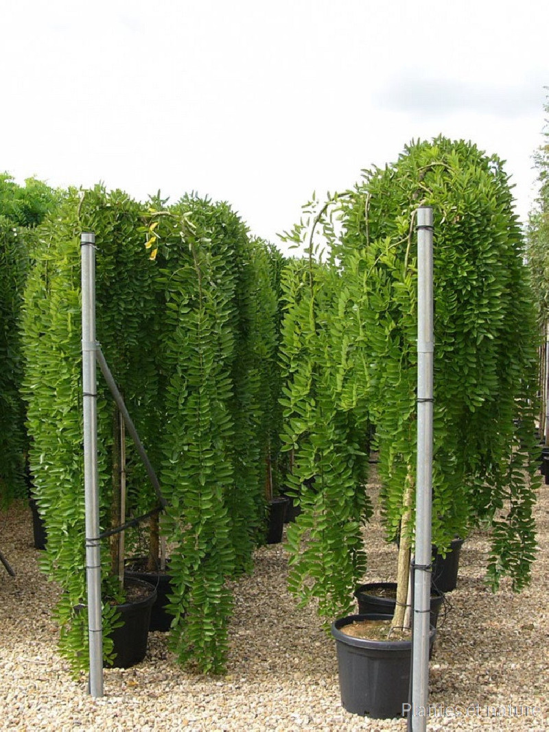 Sophora Japonica Pendula Croissance