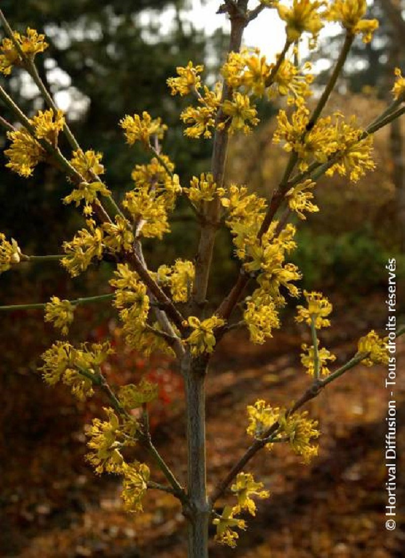 CORNUS mas (Cornouiller mâle)