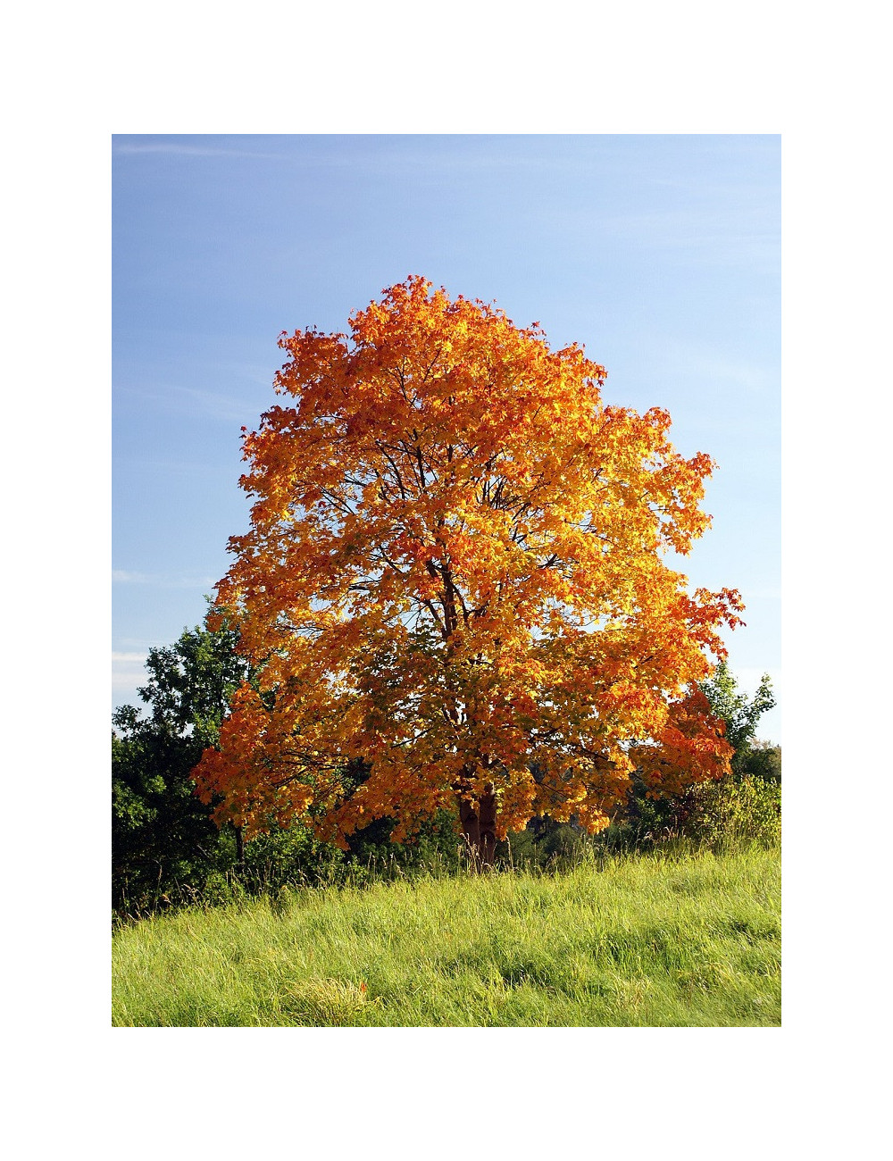 ACER platanoïdes (Érable plane)