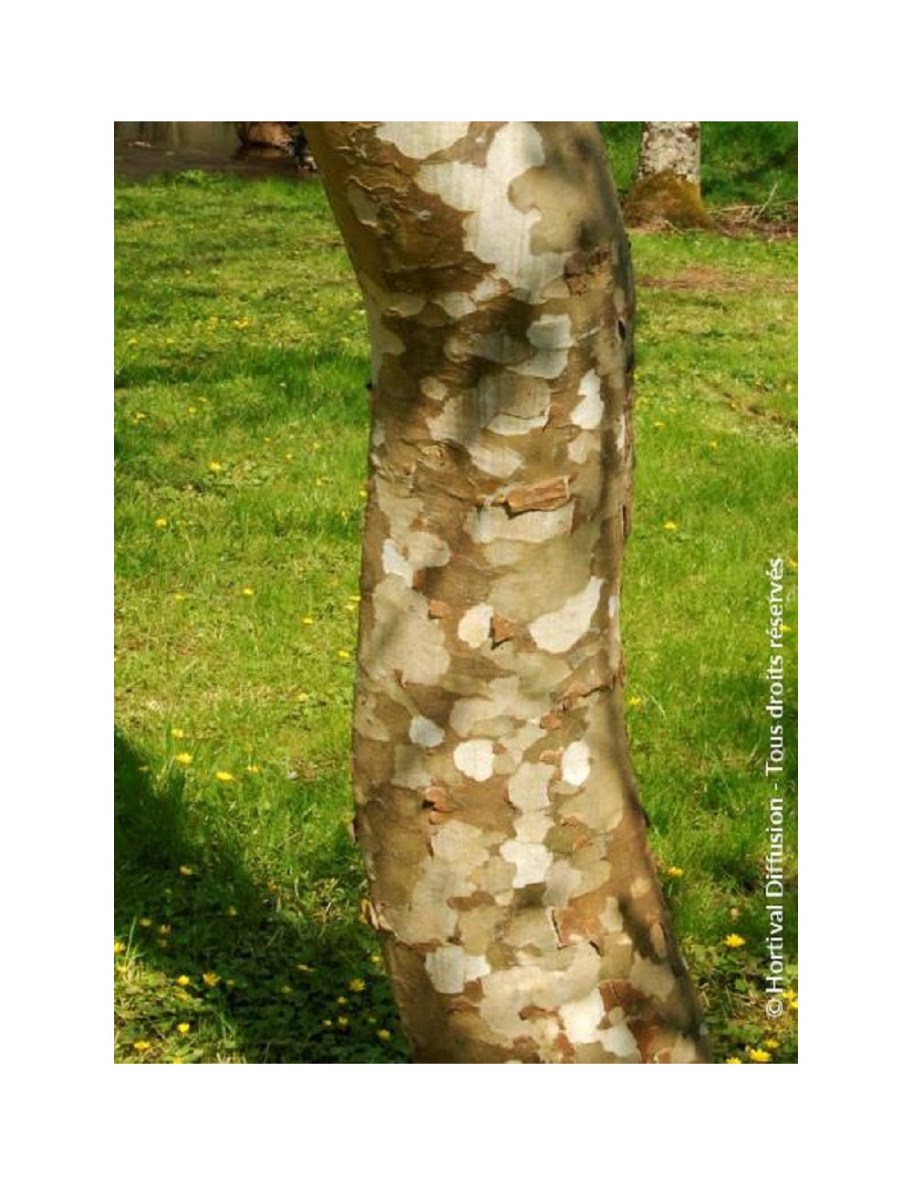PLATANUS acerifolia (Platane à feuilles d'érable)