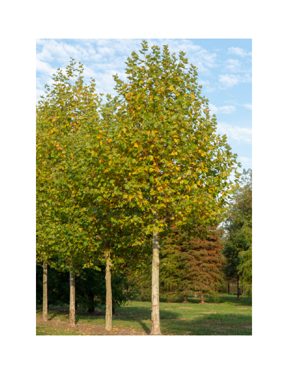 PLATANUS acerifolia (Platane à feuilles d'érable)
