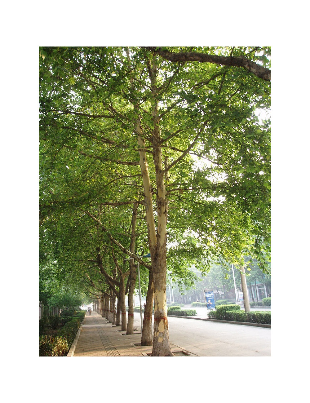 PLATANUS acerifolia (Platane à feuilles d'érable)