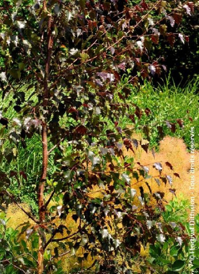 BETULA CRIMSON FROST (Bouleau hybride Crimson Frost)