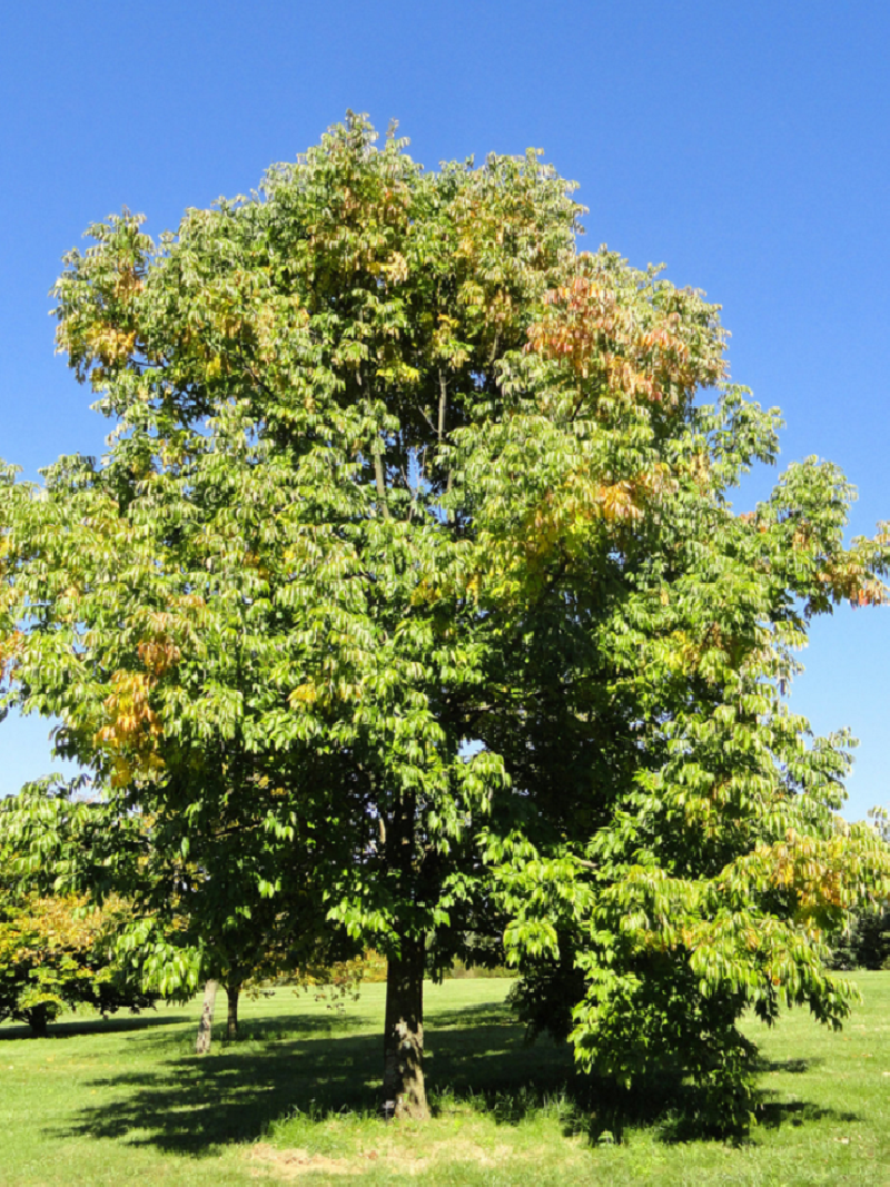 FRAXINUS americana (Frêne d'Amérique, Frêne blanc)