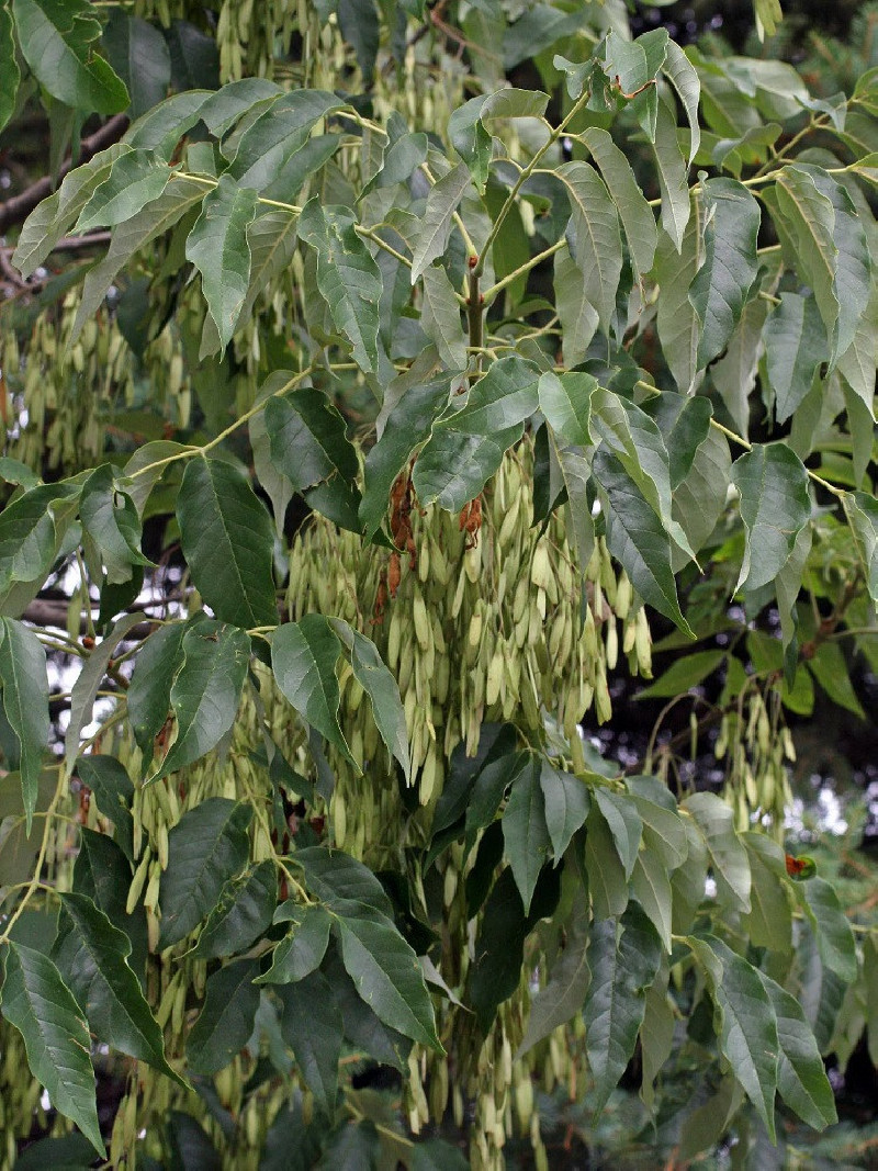 FRAXINUS americana (Frêne d'Amérique, Frêne blanc)