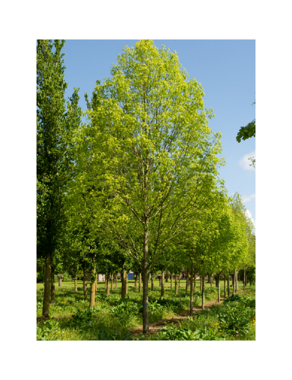 FRAXINUS americana SKYLINE (Frêne d'Amérique Skyline)
