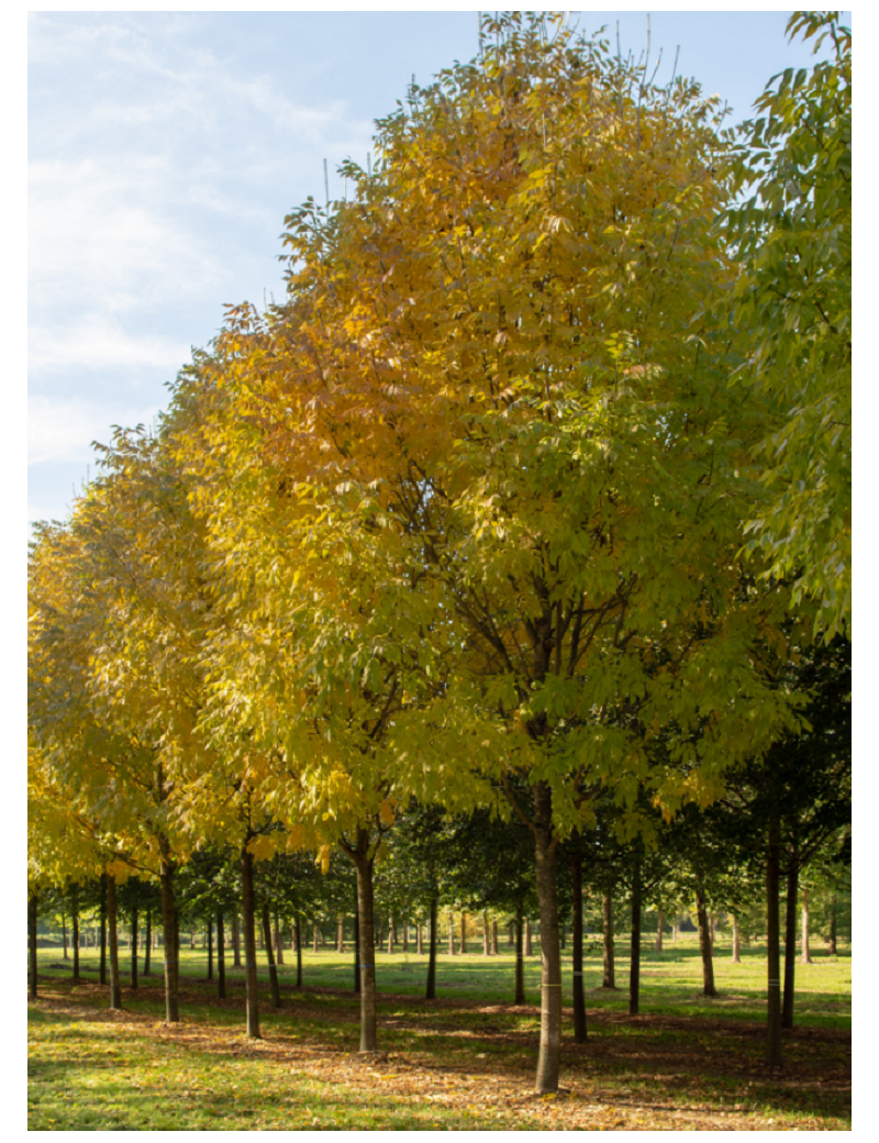 FRAXINUS americana SKYLINE (Frêne d'Amérique Skyline)