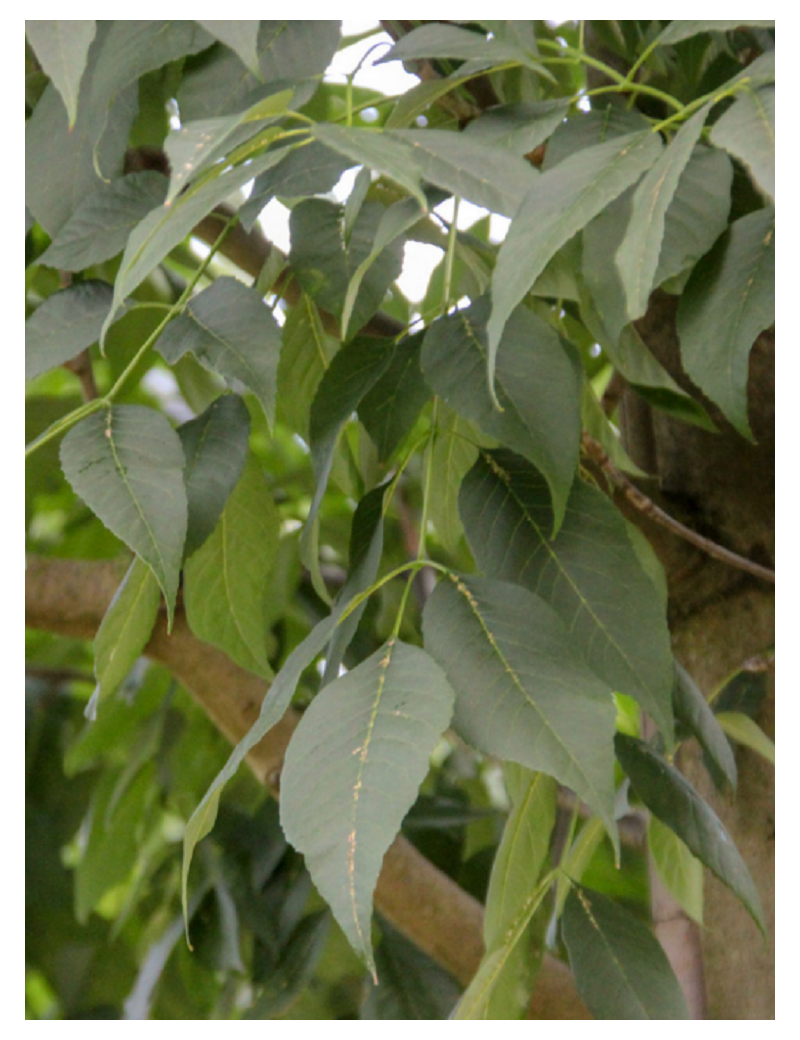 FRAXINUS americana SKYLINE (Frêne d'Amérique Skyline)
