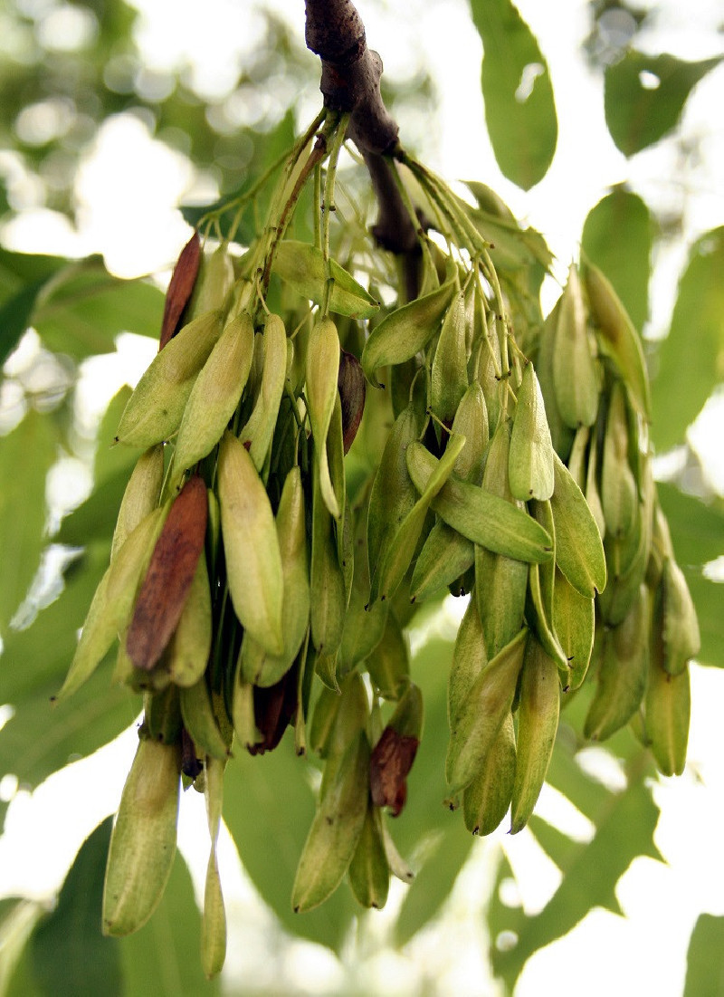 FRAXINUS excelsior (Frêne commun, Grand frêne)