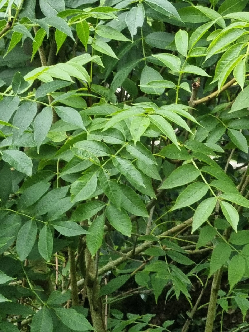 FRAXINUS excelsior (Frêne commun, Grand frêne)