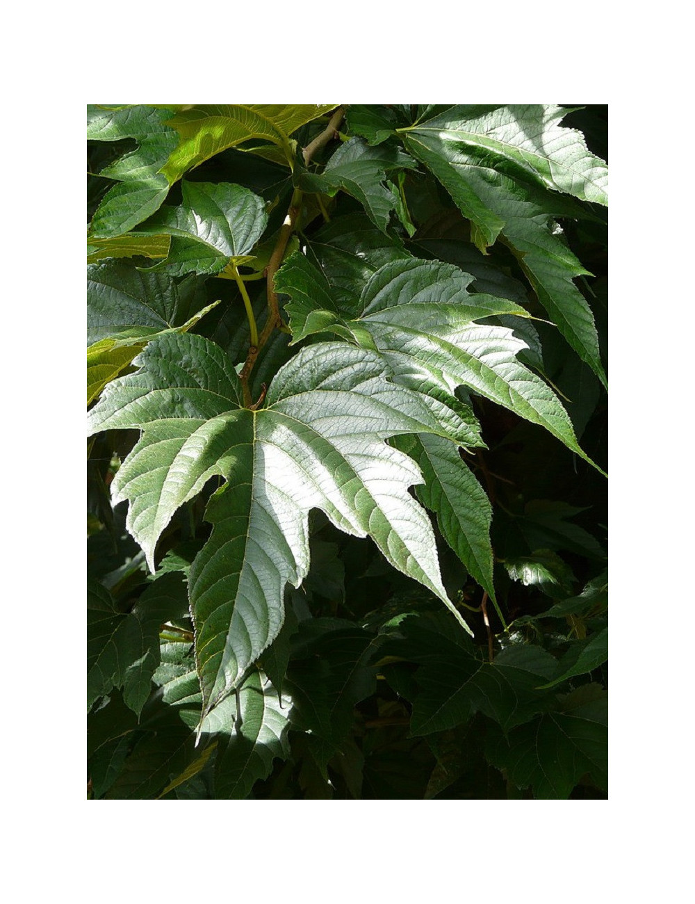 MORUS bombycis (Mûrier platane)